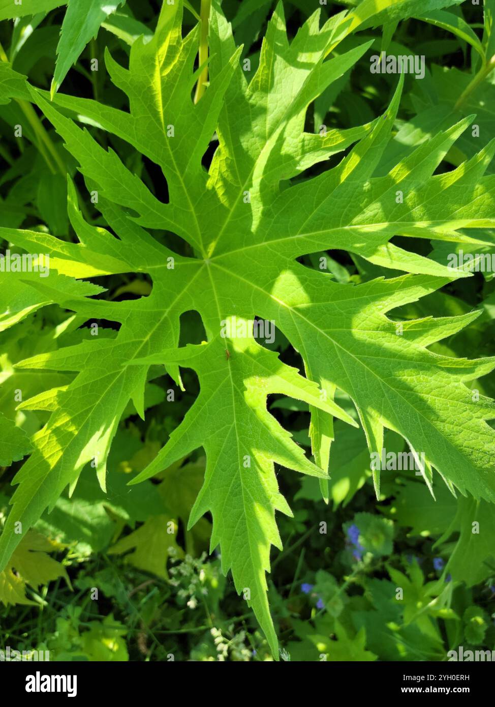 Glade Mallow (Napaea dioica Stock Photo - Alamy