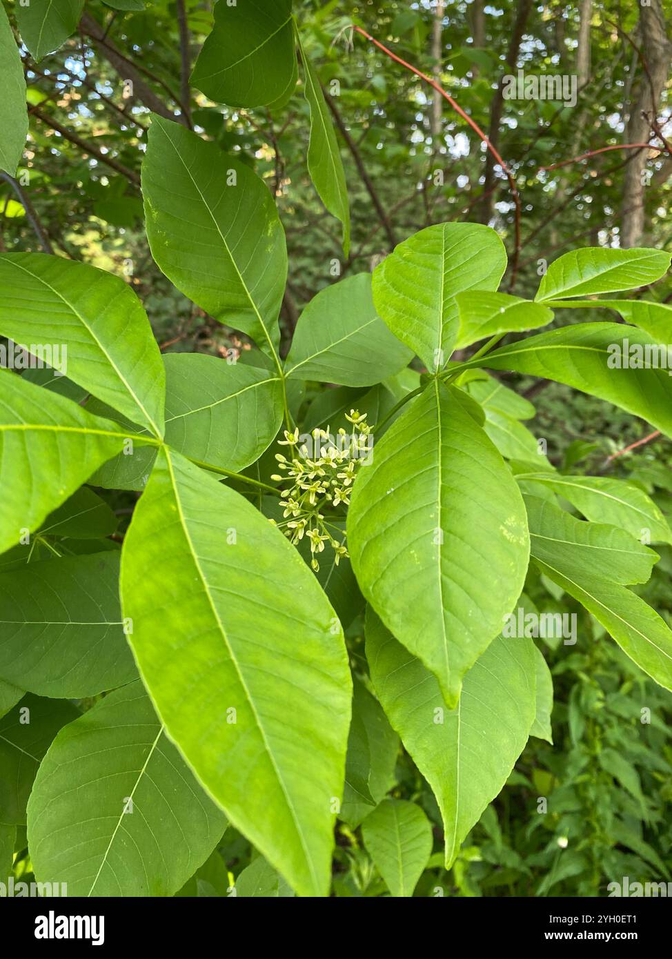common hoptree (Ptelea trifoliata Stock Photo - Alamy