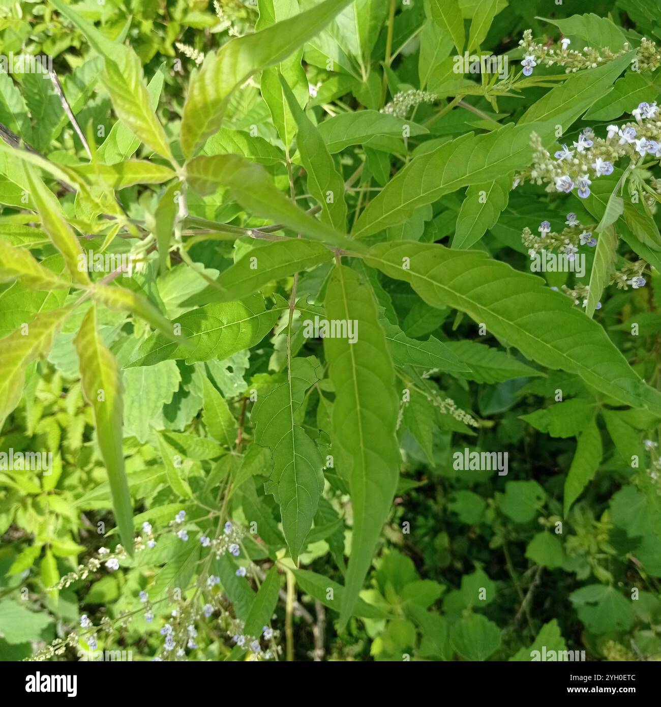 Five-leaved chaste tree (Vitex negundo Stock Photo - Alamy