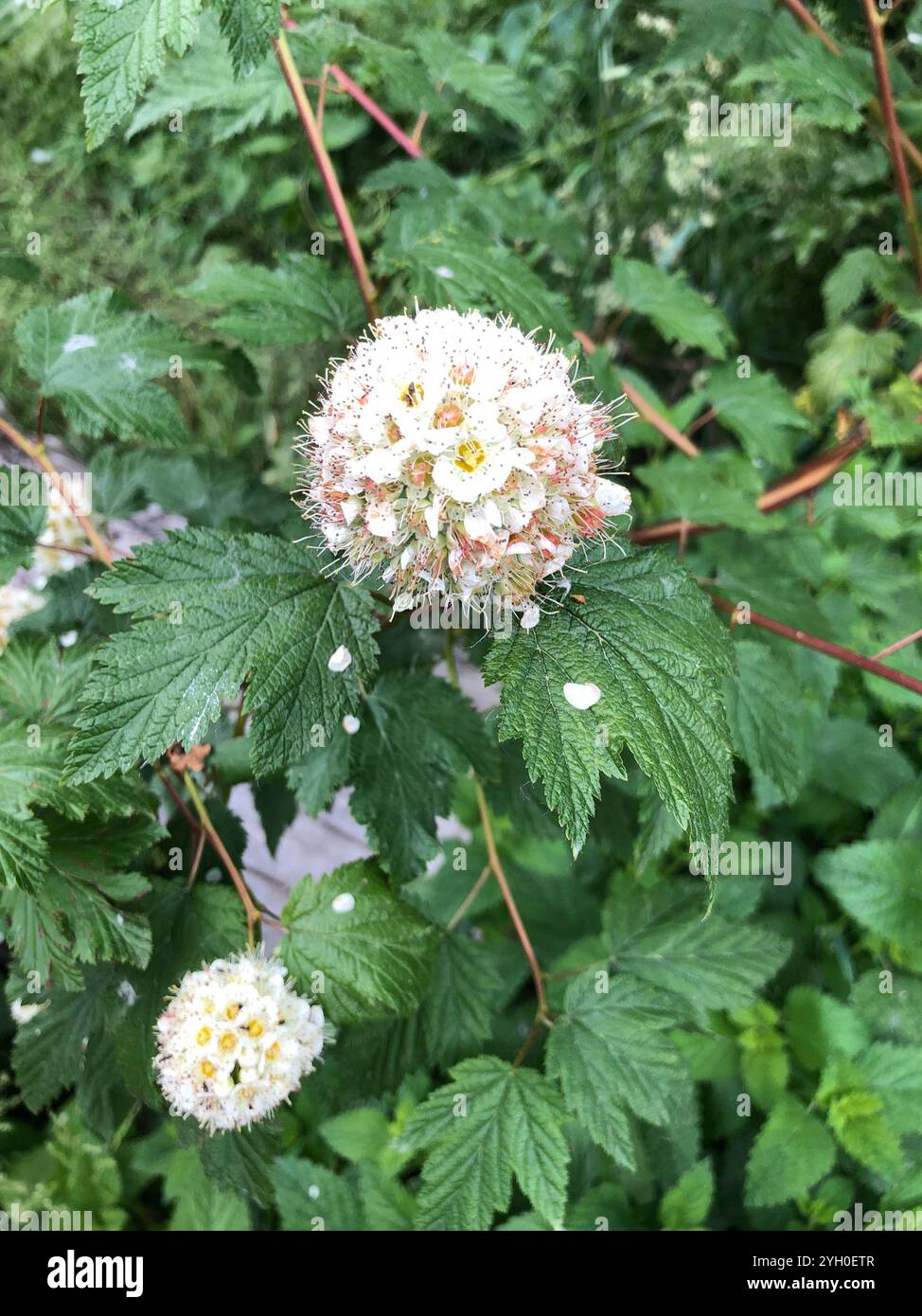 Pacific ninebark (Physocarpus capitatus Stock Photo - Alamy