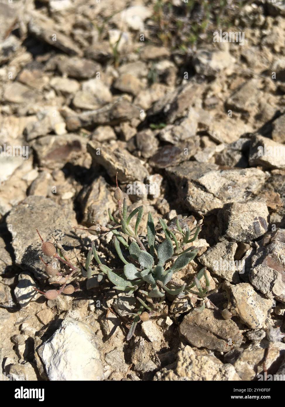 Spatulate Bladderpod (Physaria spatulata Stock Photo - Alamy