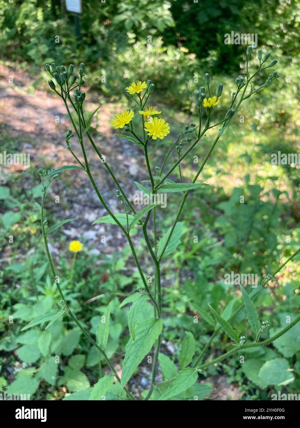 nipplewort (Lapsana communis Stock Photo - Alamy