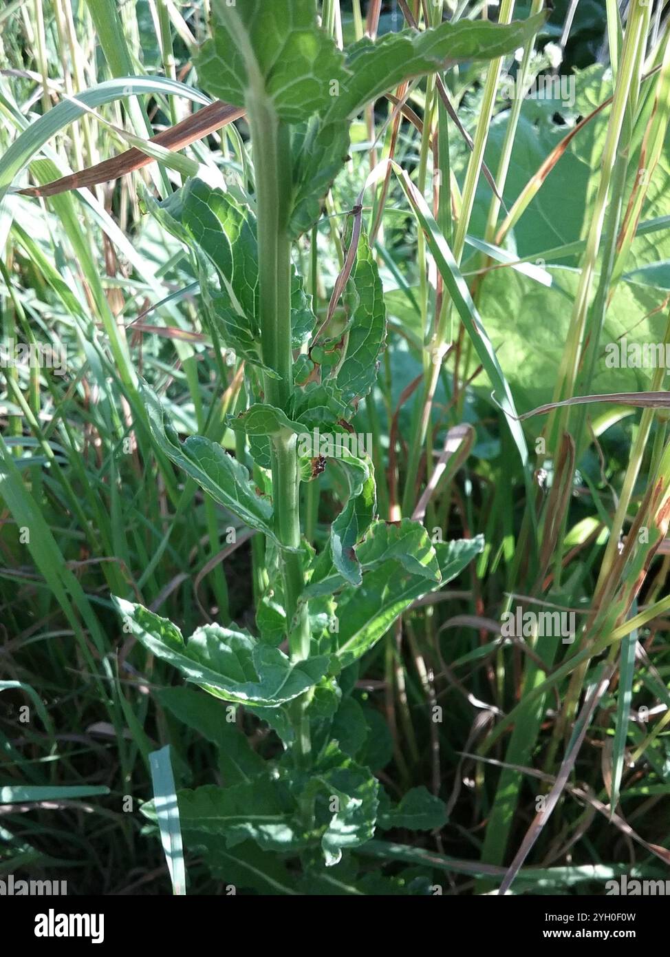 moth mullein (Verbascum blattaria Stock Photo - Alamy