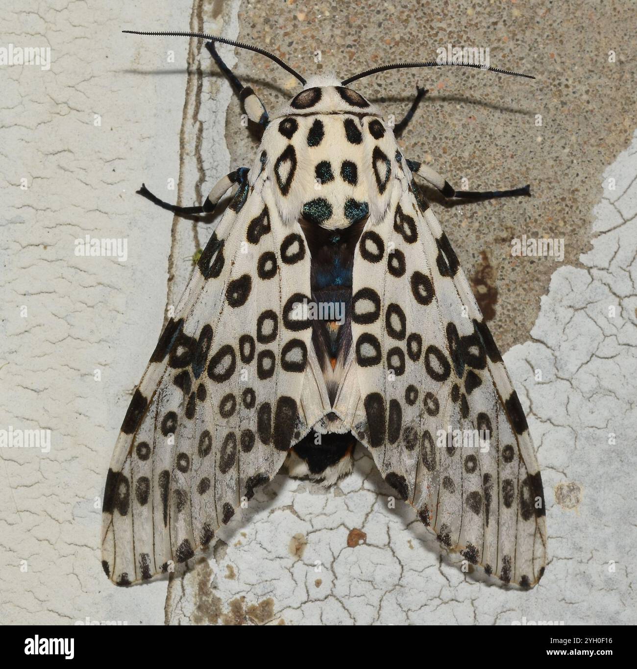 Giant Leopard Moth (Hypercompe scribonia Stock Photo - Alamy