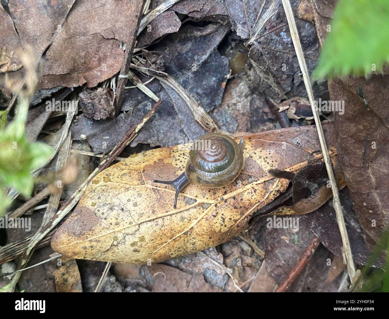 Dome Snails (Ventridens Stock Photo - Alamy
