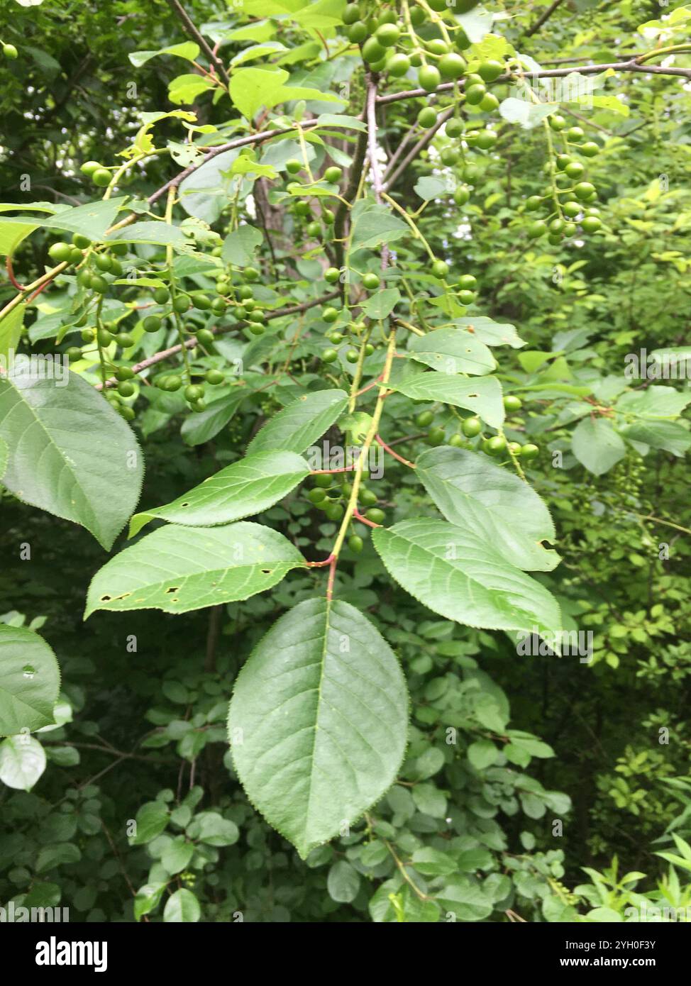 chokecherry (Prunus virginiana Stock Photo - Alamy