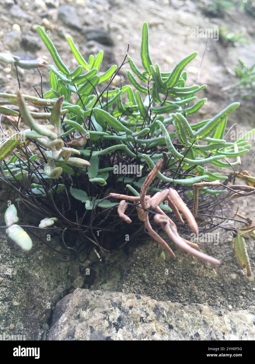 smooth cliffbrake (Pellaea glabella Stock Photo - Alamy