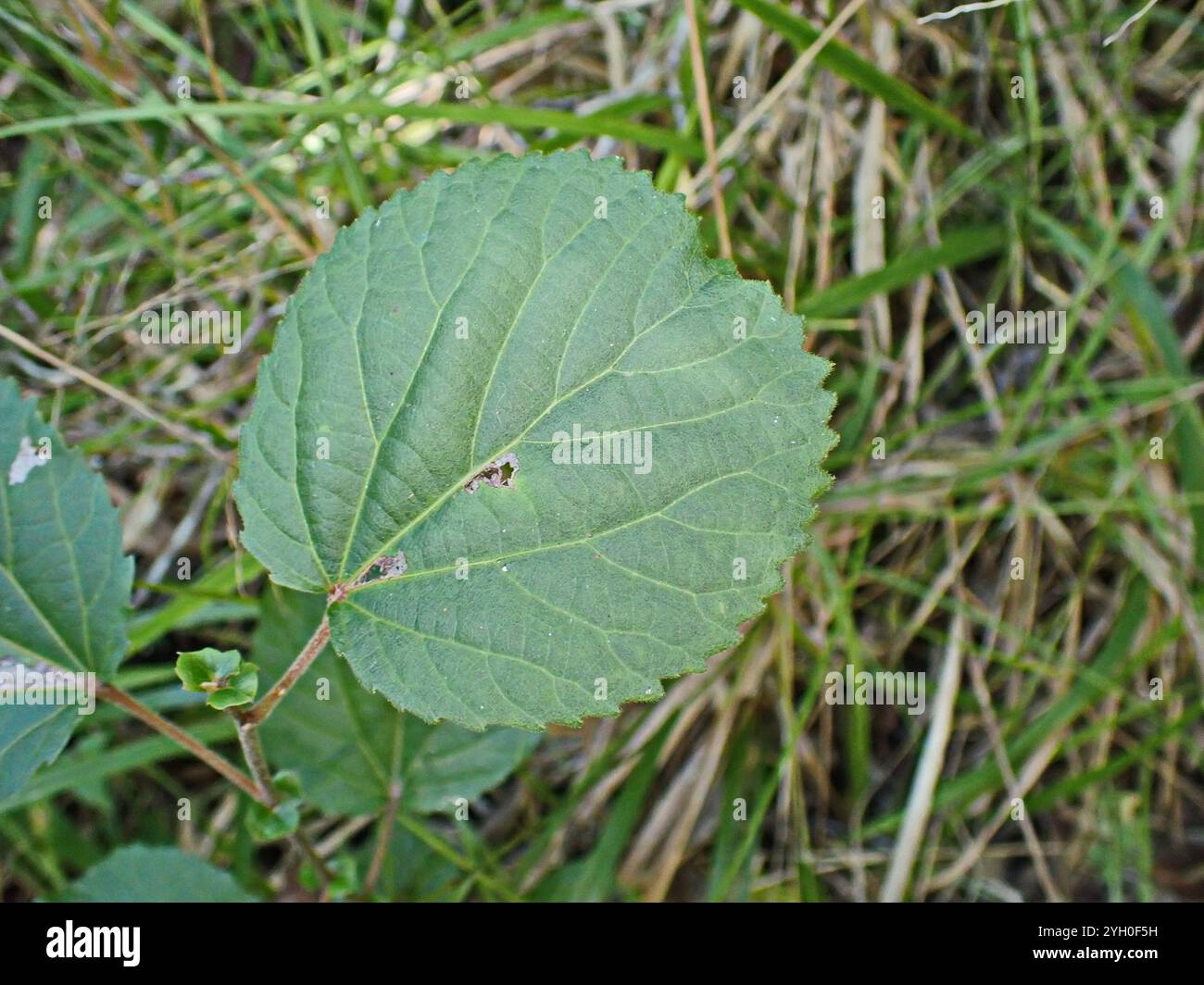 Round-Leaved Wild-Mulberry (Trimeria grandifolia grandifolia Stock ...