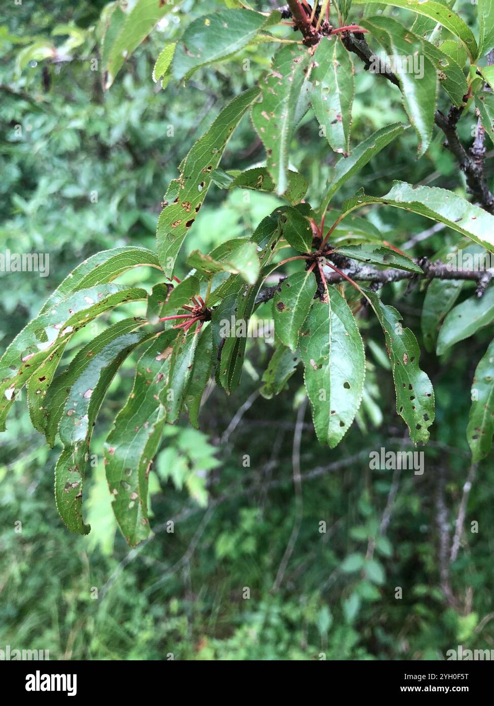 Chickasaw plum (Prunus angustifolia Stock Photo - Alamy