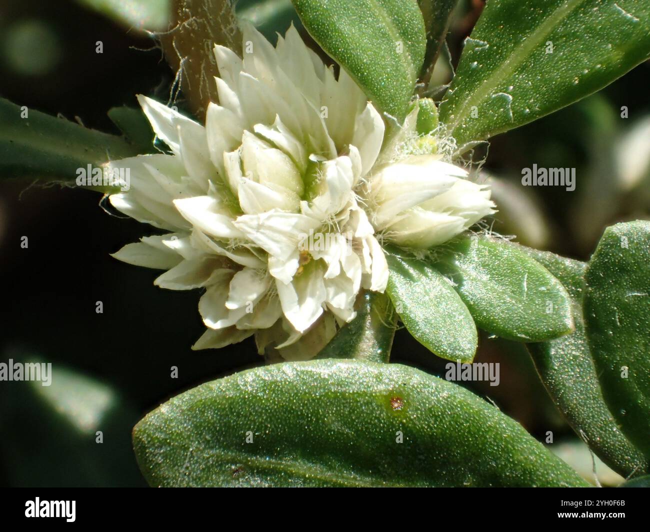 Smooth Joyweed (Alternanthera paronychioides Stock Photo - Alamy