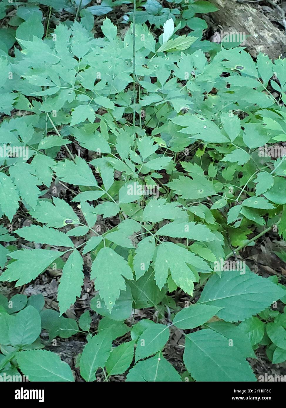 black cohosh (Actaea racemosa Stock Photo - Alamy