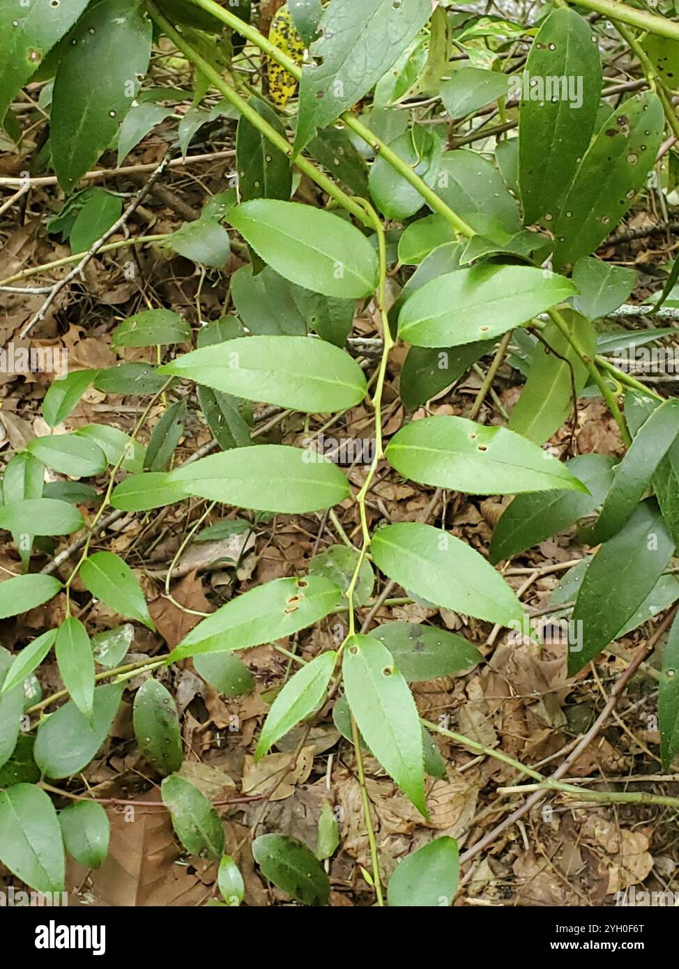 Leucothoe fontanesiana hi-res stock photography and images - Alamy