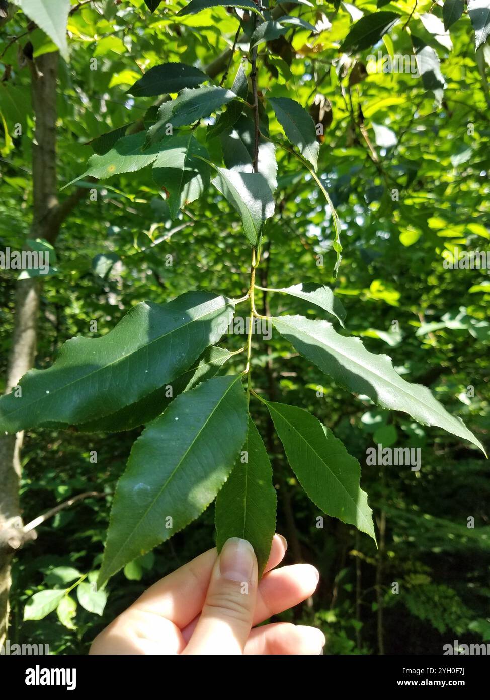common hackberry (Celtis occidentalis Stock Photo - Alamy