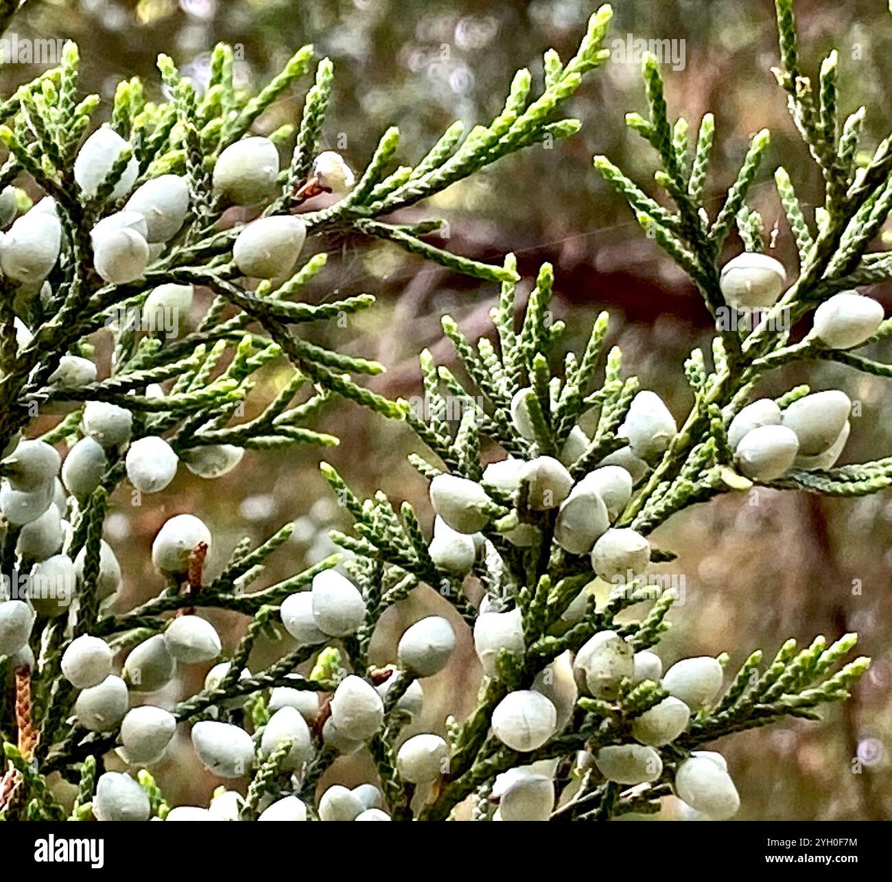 eastern redcedar (Juniperus virginiana Stock Photo - Alamy