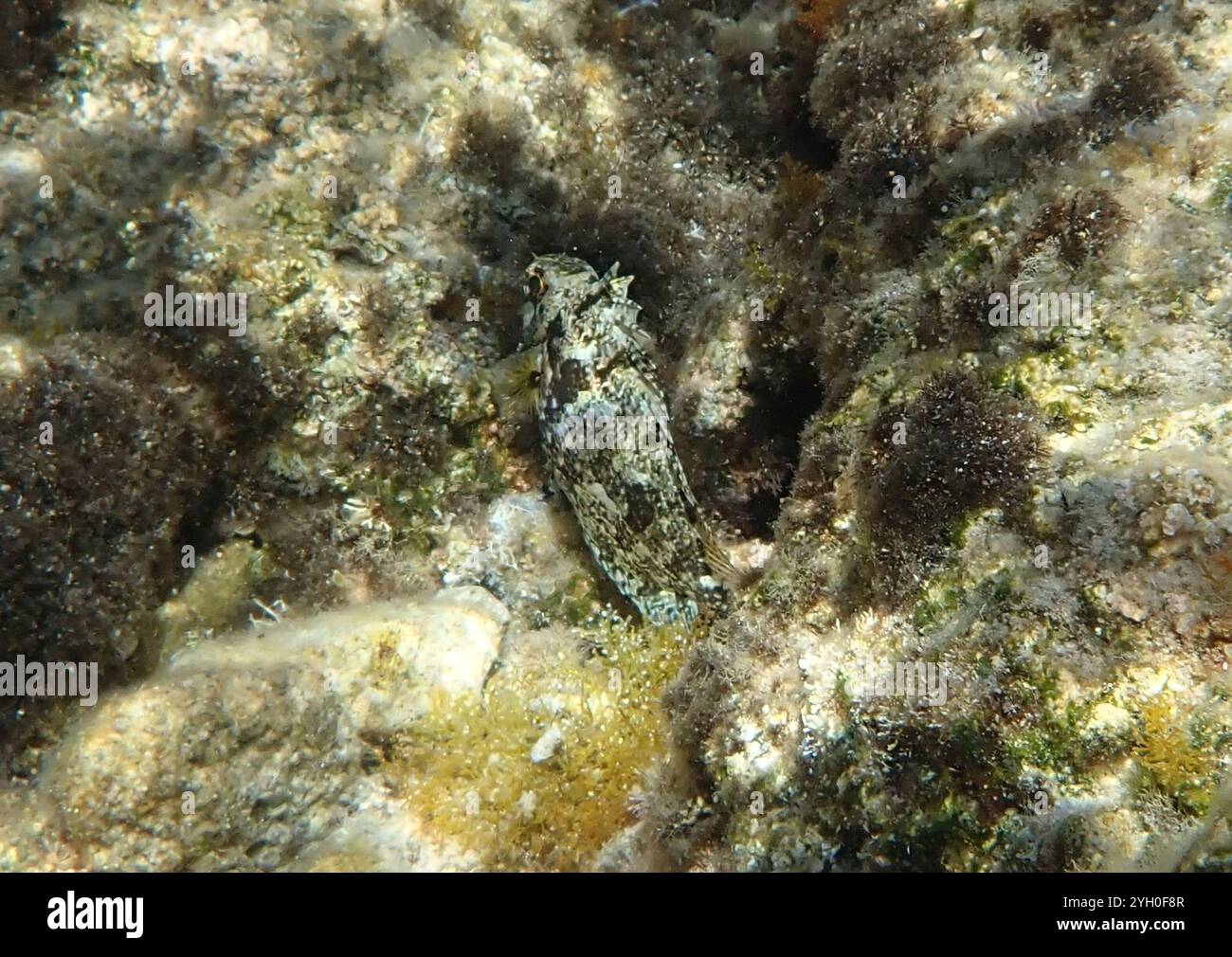 Dusky Spinefoot (Siganus luridus Stock Photo - Alamy