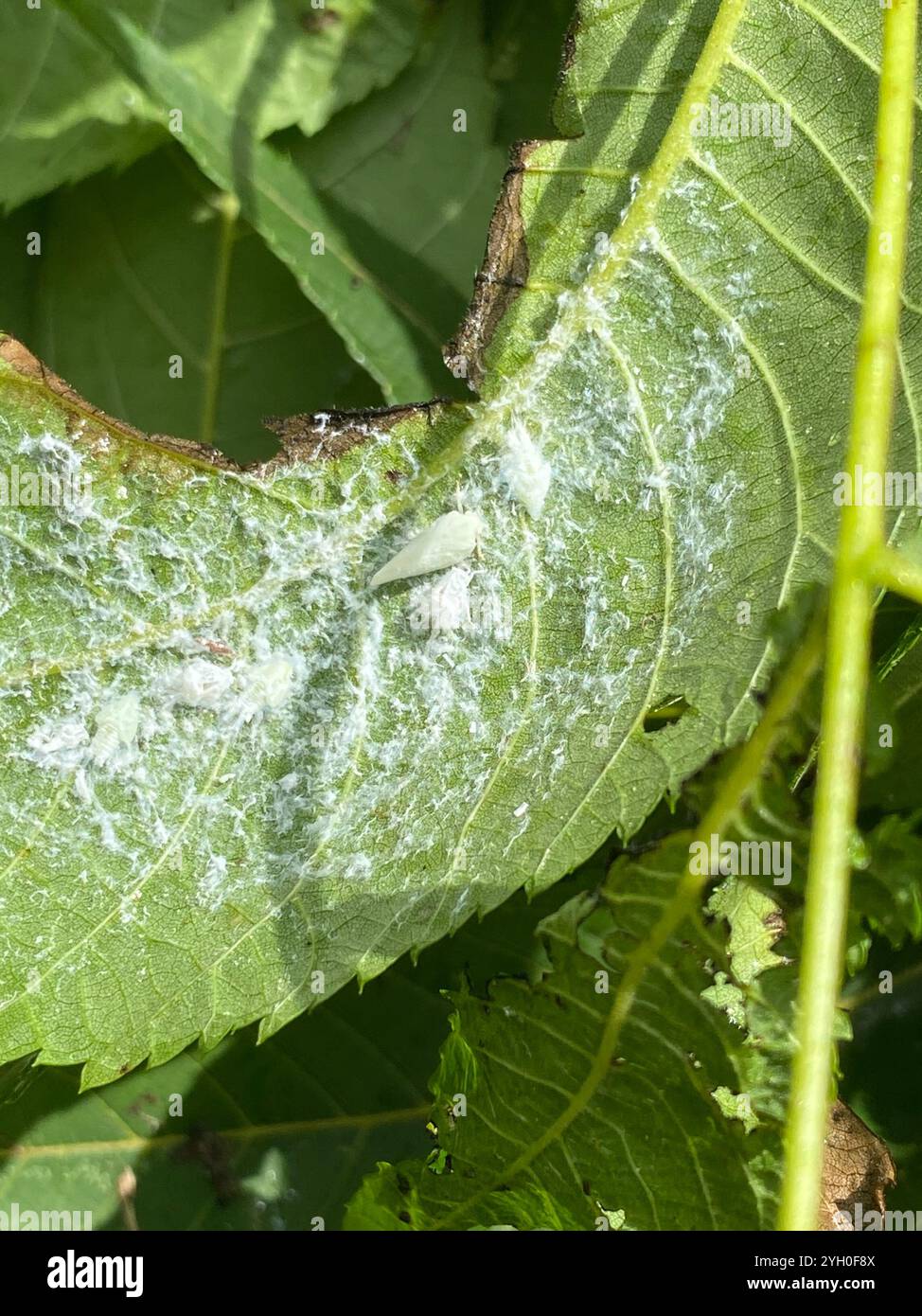 Citrus Flatid Planthopper (Metcalfa pruinosa Stock Photo - Alamy