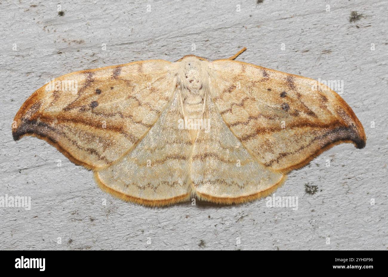 Arched Hooktip Moth (Drepana arcuata Stock Photo - Alamy