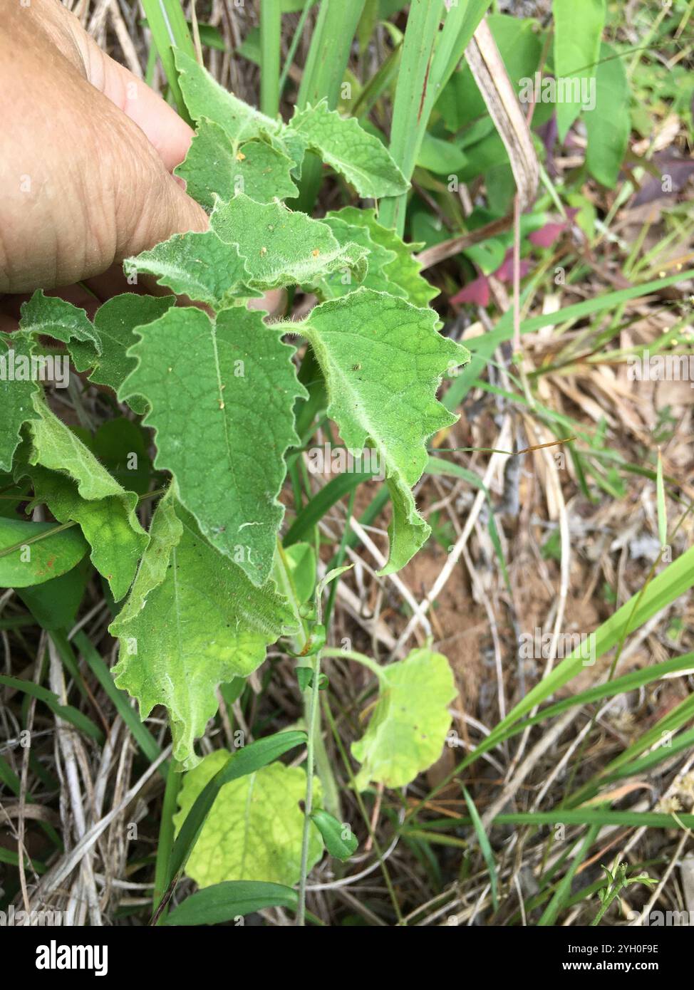 clammy groundcherry (Physalis heterophylla Stock Photo - Alamy