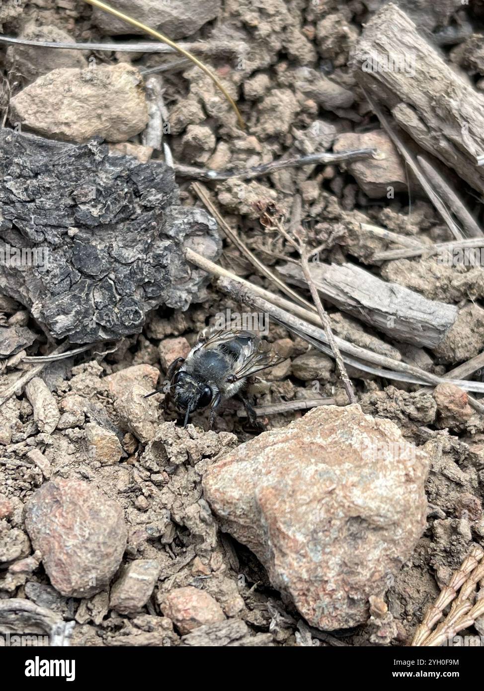 Common digger bees hi-res stock photography and images - Alamy