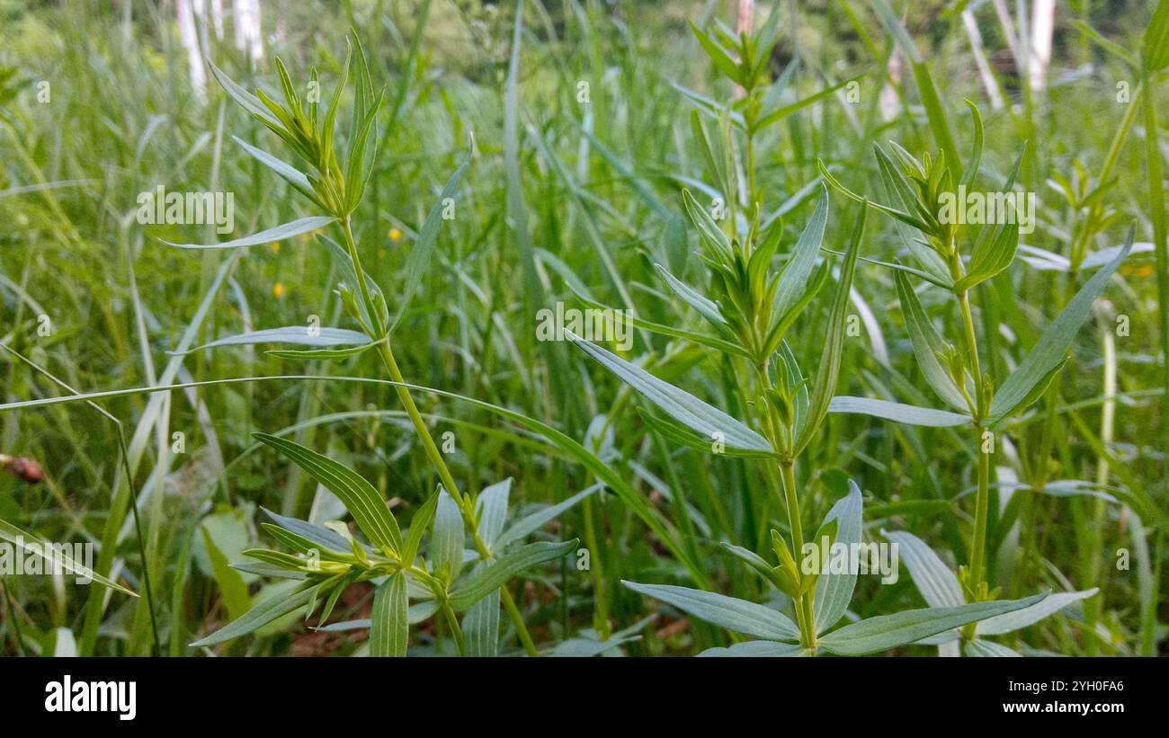 Northern Bedstraw (Galium boreale Stock Photo - Alamy