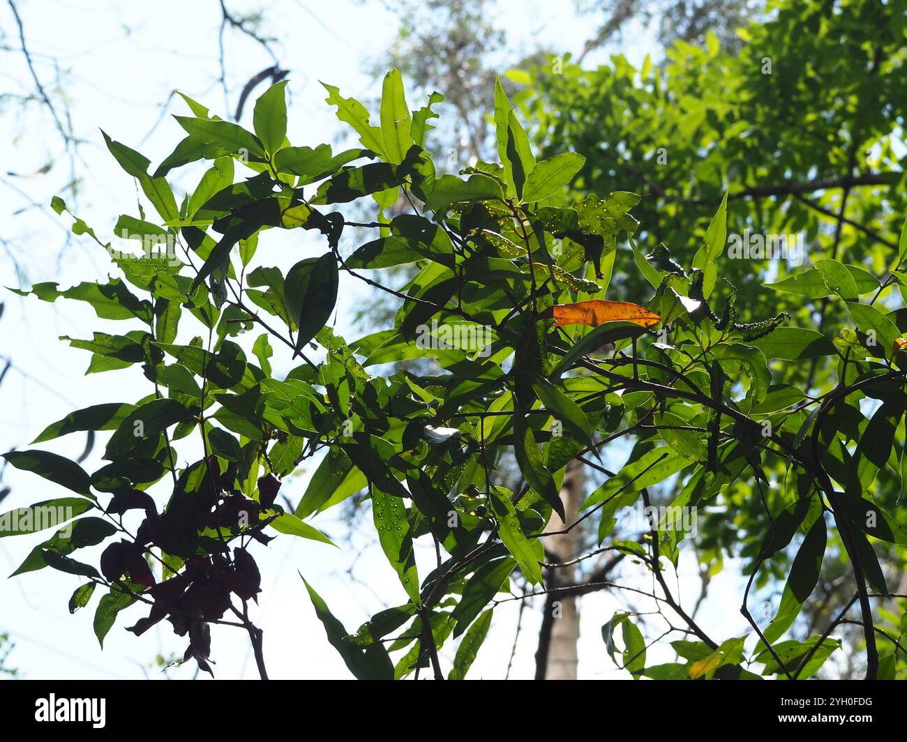 myrtle family (Myrtaceae Stock Photo - Alamy
