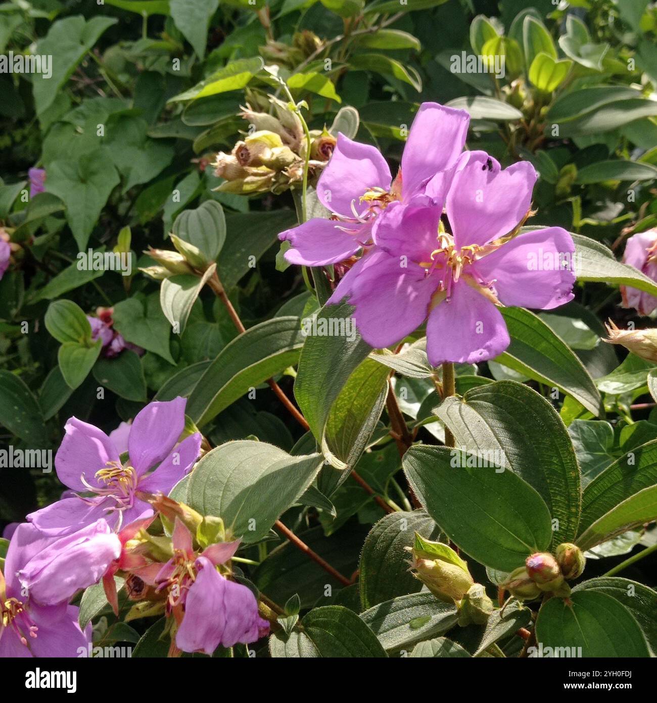 Common Melastoma (Melastoma candidum Stock Photo - Alamy