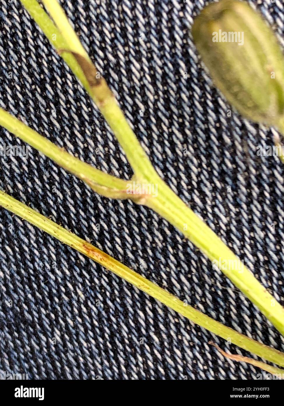 Beaked Hawksbeard (Crepis vesicaria Stock Photo - Alamy