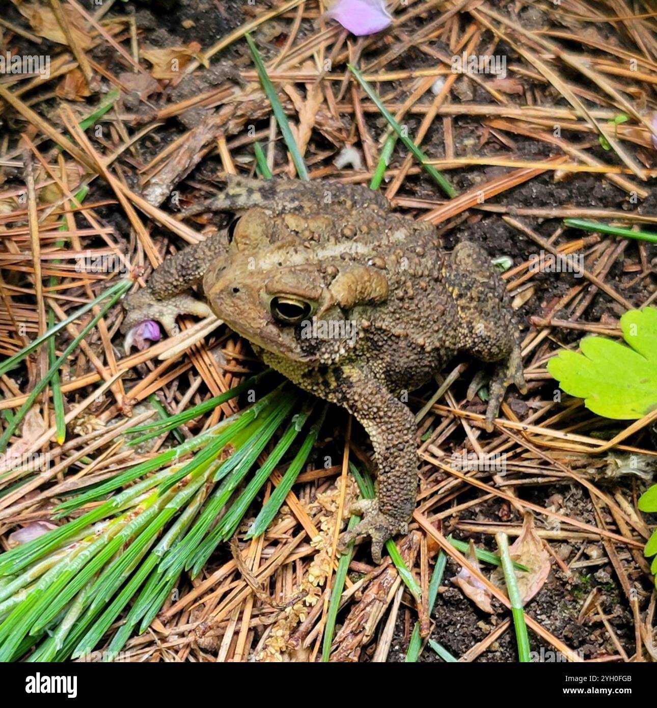 American Toad (Anaxyrus americanus Stock Photo - Alamy