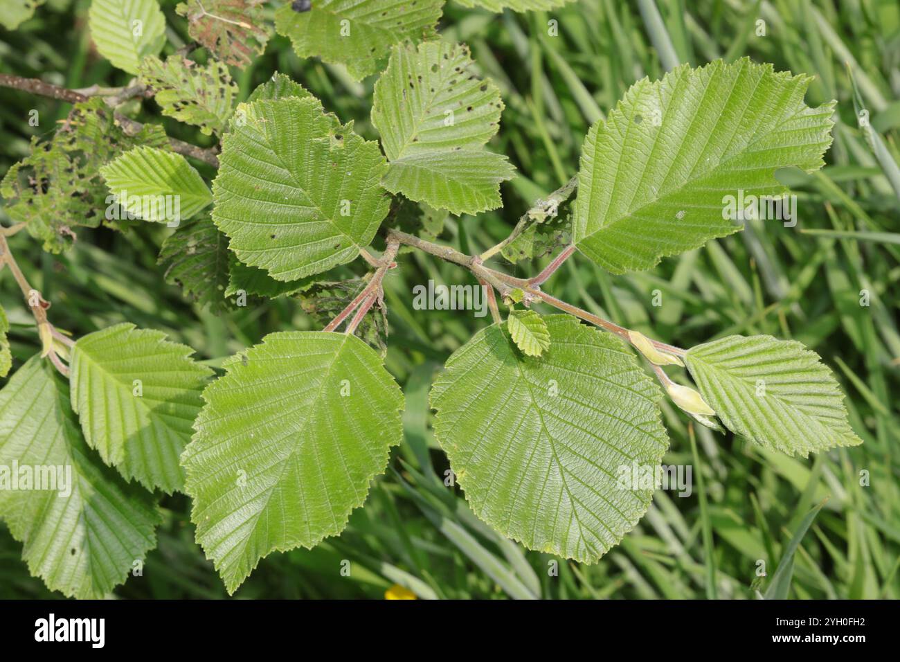 grey alder (Alnus incana Stock Photo - Alamy