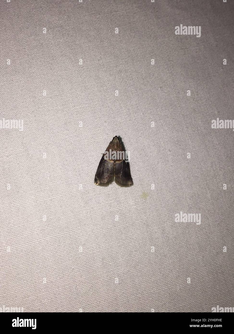 Walnut Shoot and Hickory Leafstem Borer Moths and Allies (Acrobasis ...