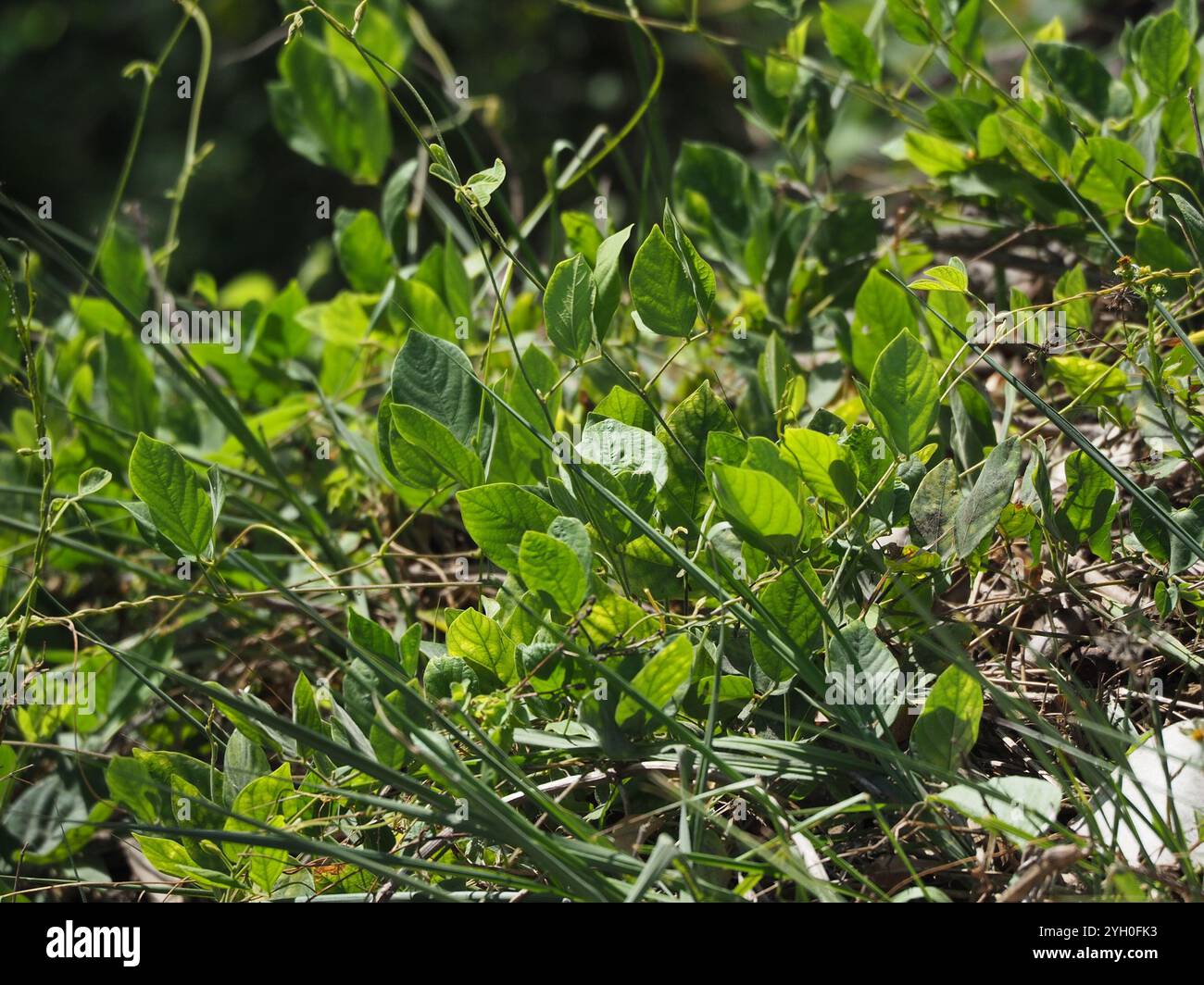 Centrosema pubescens hi-res stock photography and images - Alamy