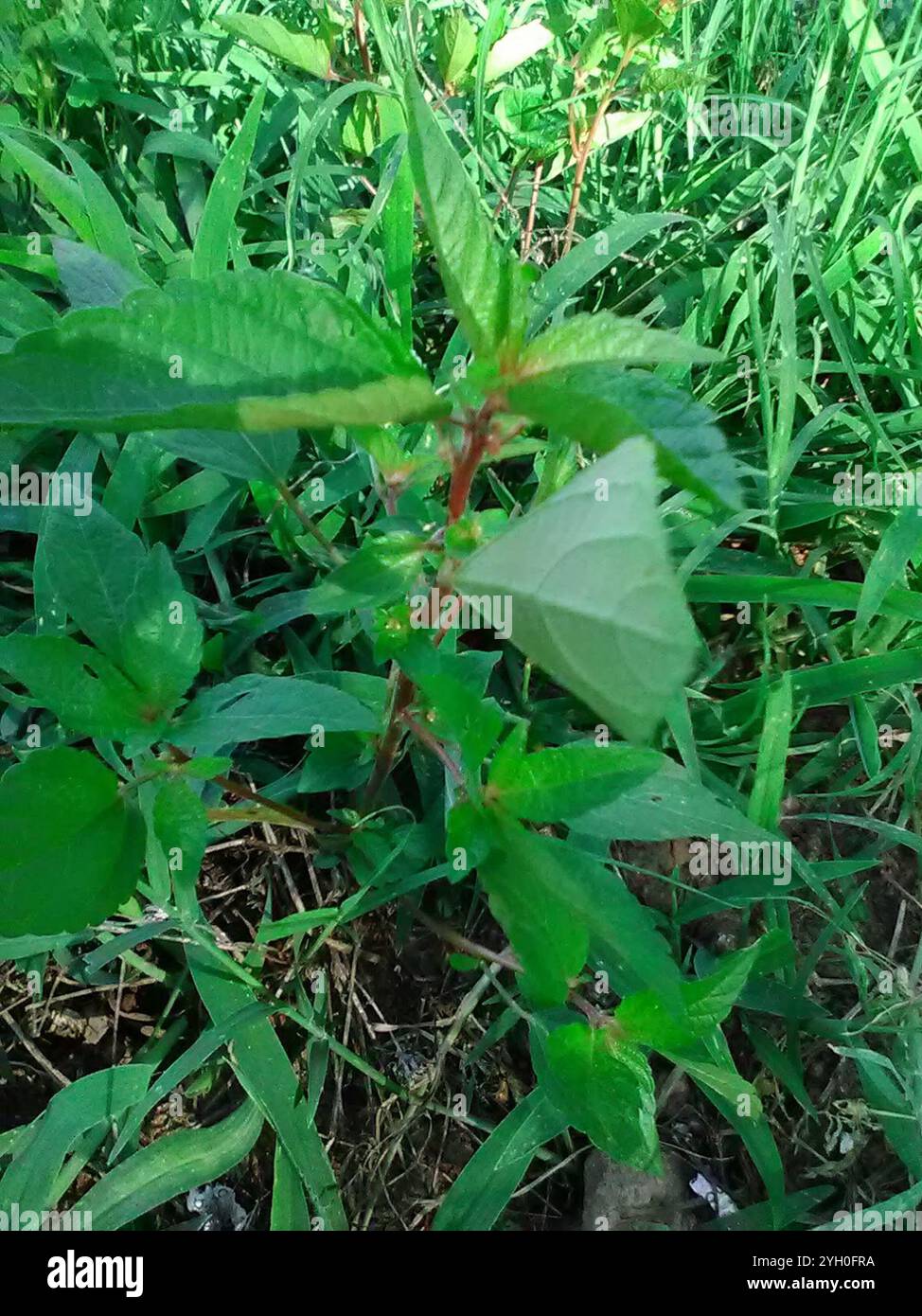 Virginia Three-seed Mercury (Acalypha virginica Stock Photo - Alamy