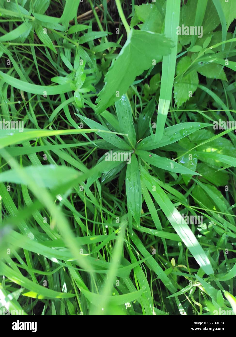 Lilium pilosiusculum hi-res stock photography and images - Alamy
