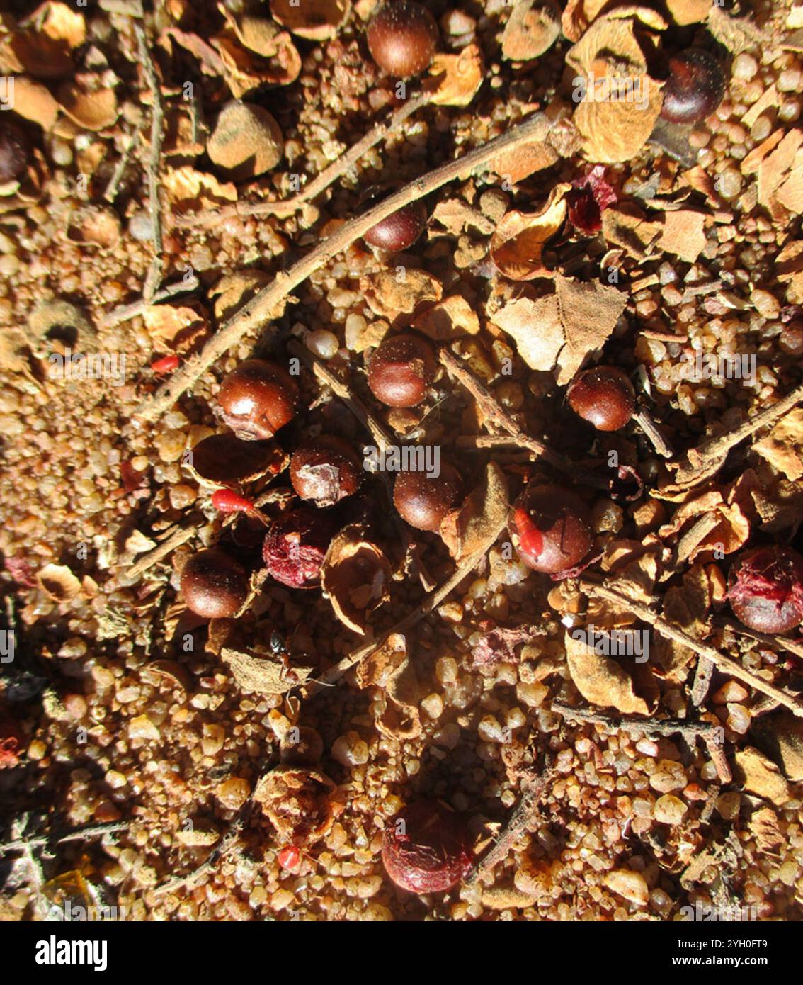 Pappea capensis hi-res stock photography and images - Alamy