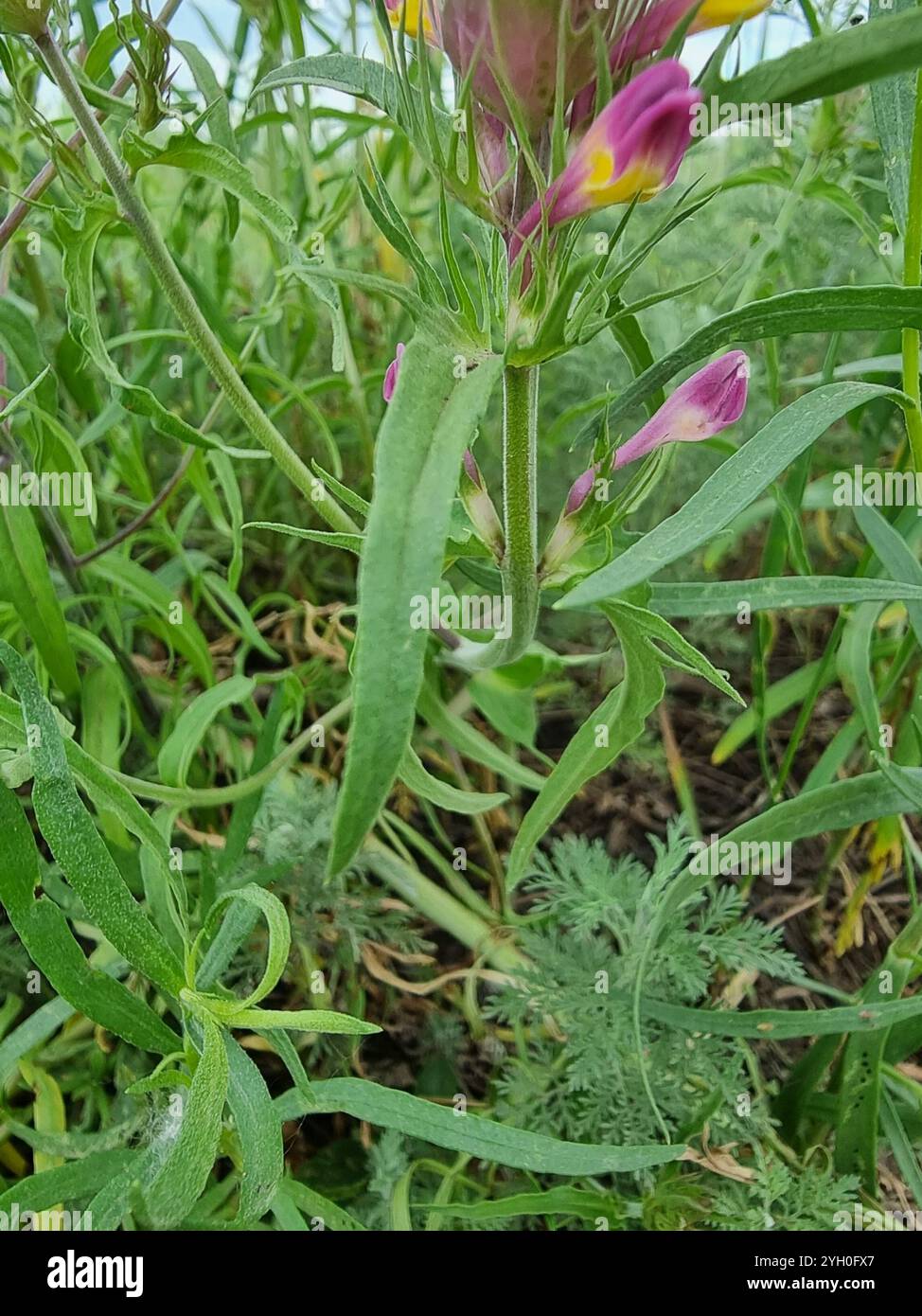 Field Cow-wheat (Melampyrum arvense Stock Photo - Alamy