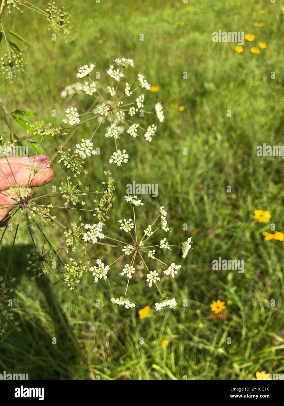 common water-hemlock (Cicuta maculata maculata Stock Photo - Alamy