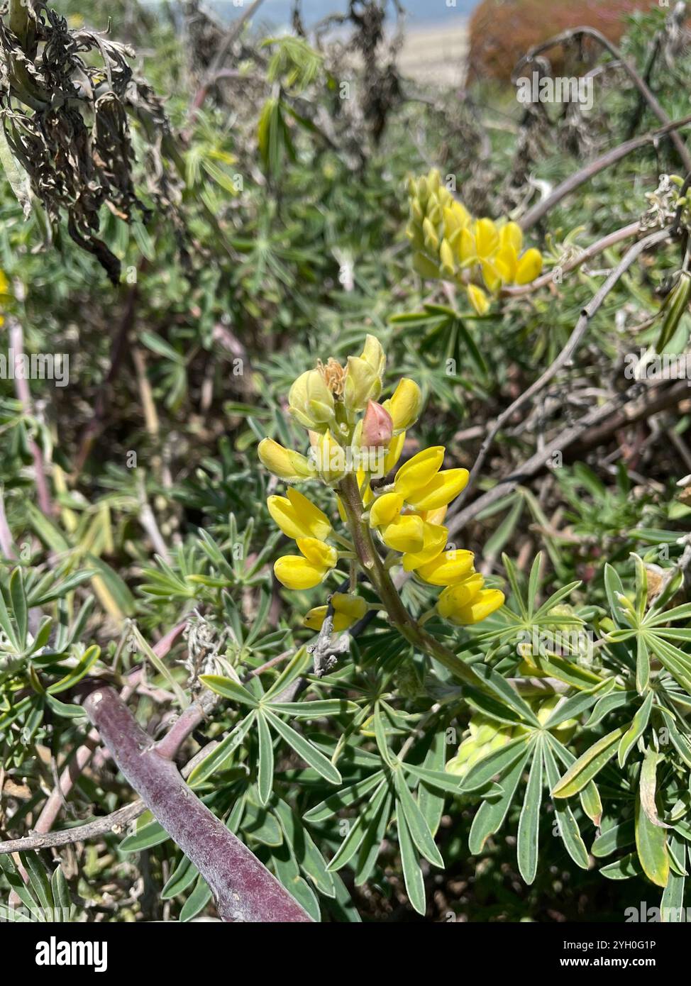 coastal bush lupine (Lupinus arboreus Stock Photo - Alamy