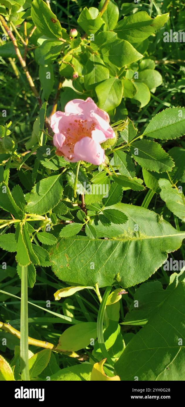 swamp rose (Rosa palustris Stock Photo - Alamy
