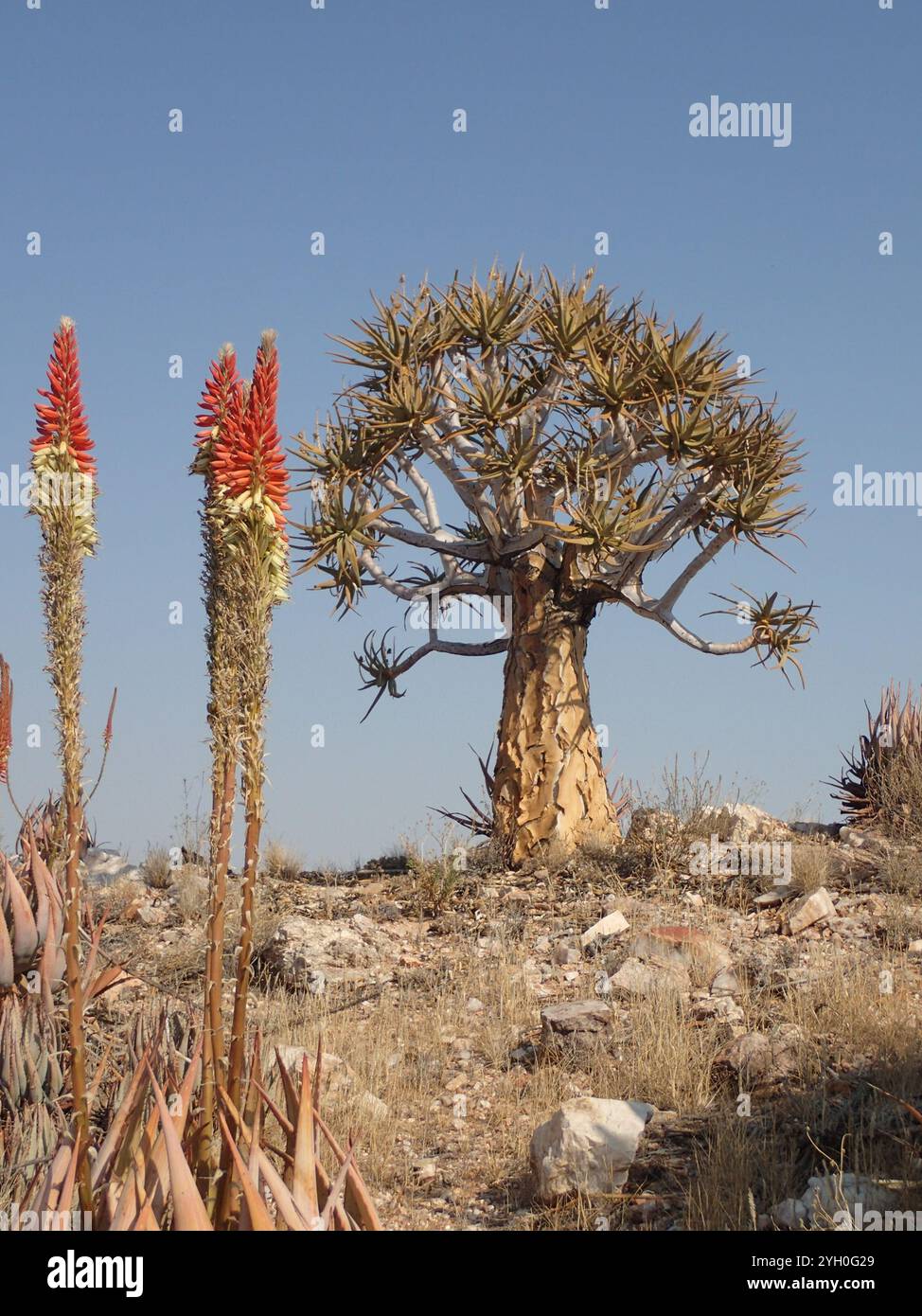 Quiver Tree (Aloidendron dichotomum Stock Photo - Alamy