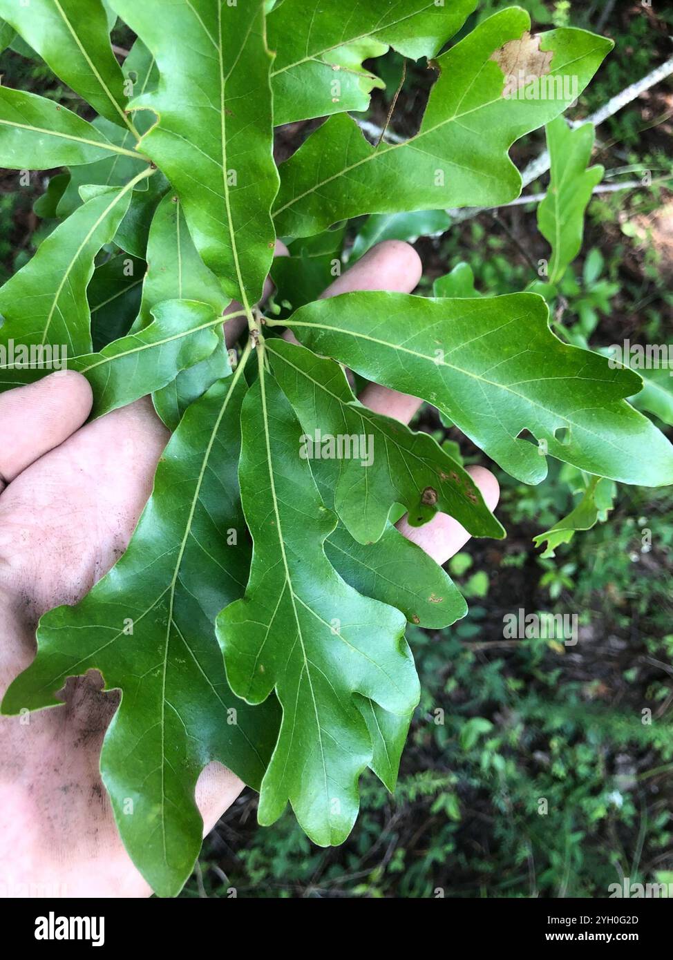 post oak (Quercus stellata Stock Photo - Alamy