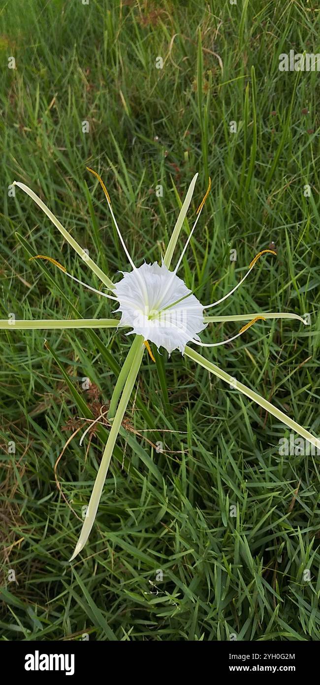 Hymenocallis palmeri hi-res stock photography and images - Alamy