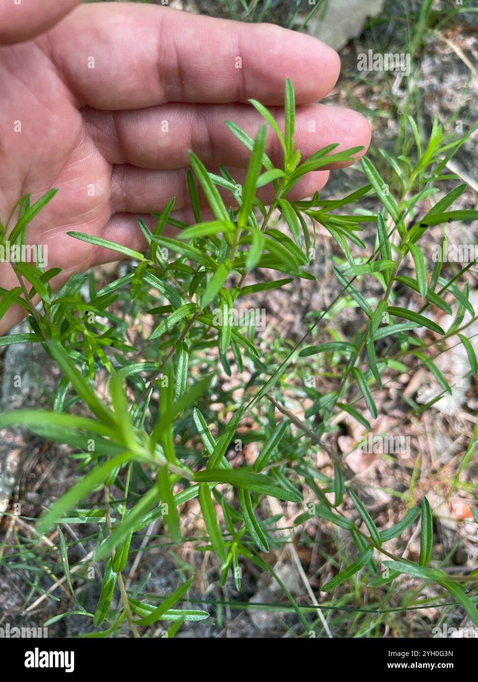 Flax-leaved Aster (Ionactis linariifolia Stock Photo - Alamy