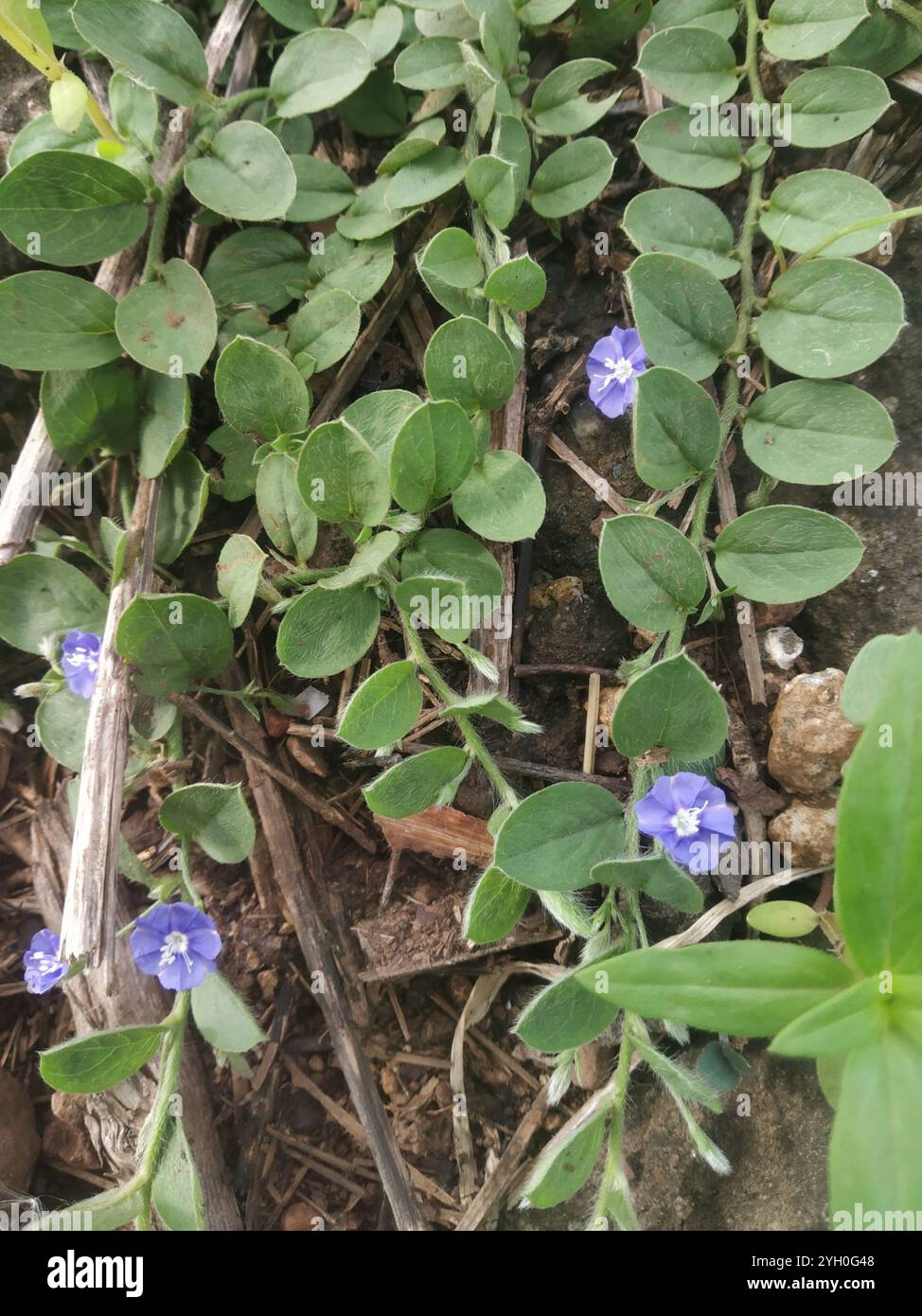 évolvulus alsinoides hi-res stock photography and images - Alamy