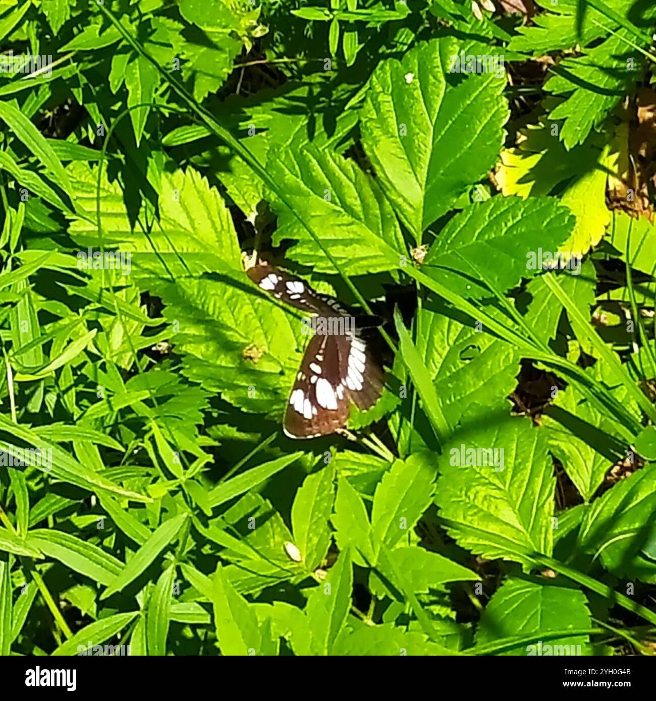 Neptis rivularis hi-res stock photography and images - Alamy