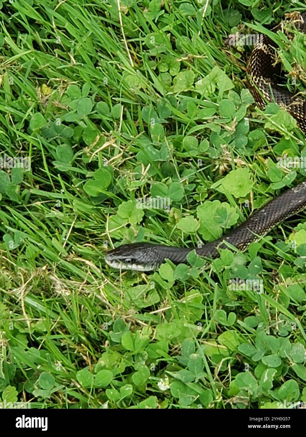 Gray Ratsnake (Pantherophis spiloides Stock Photo - Alamy