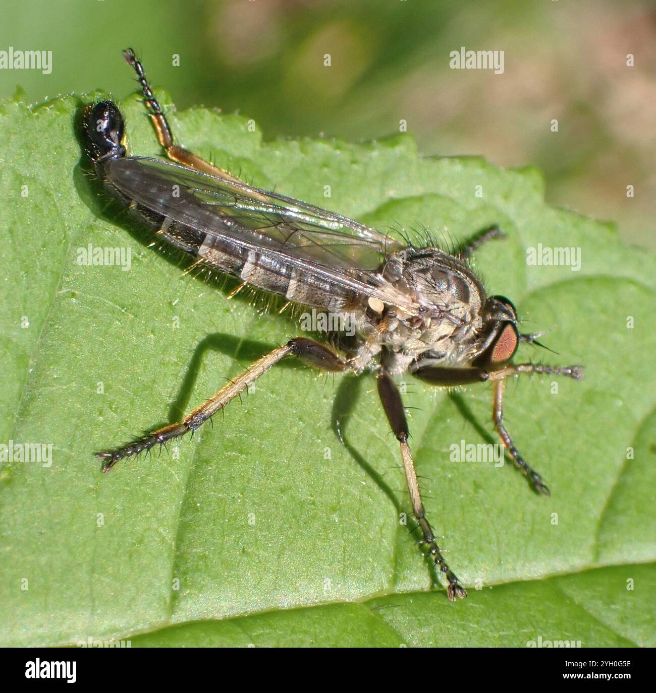 Neoitamus cyanurus hi-res stock photography and images - Alamy