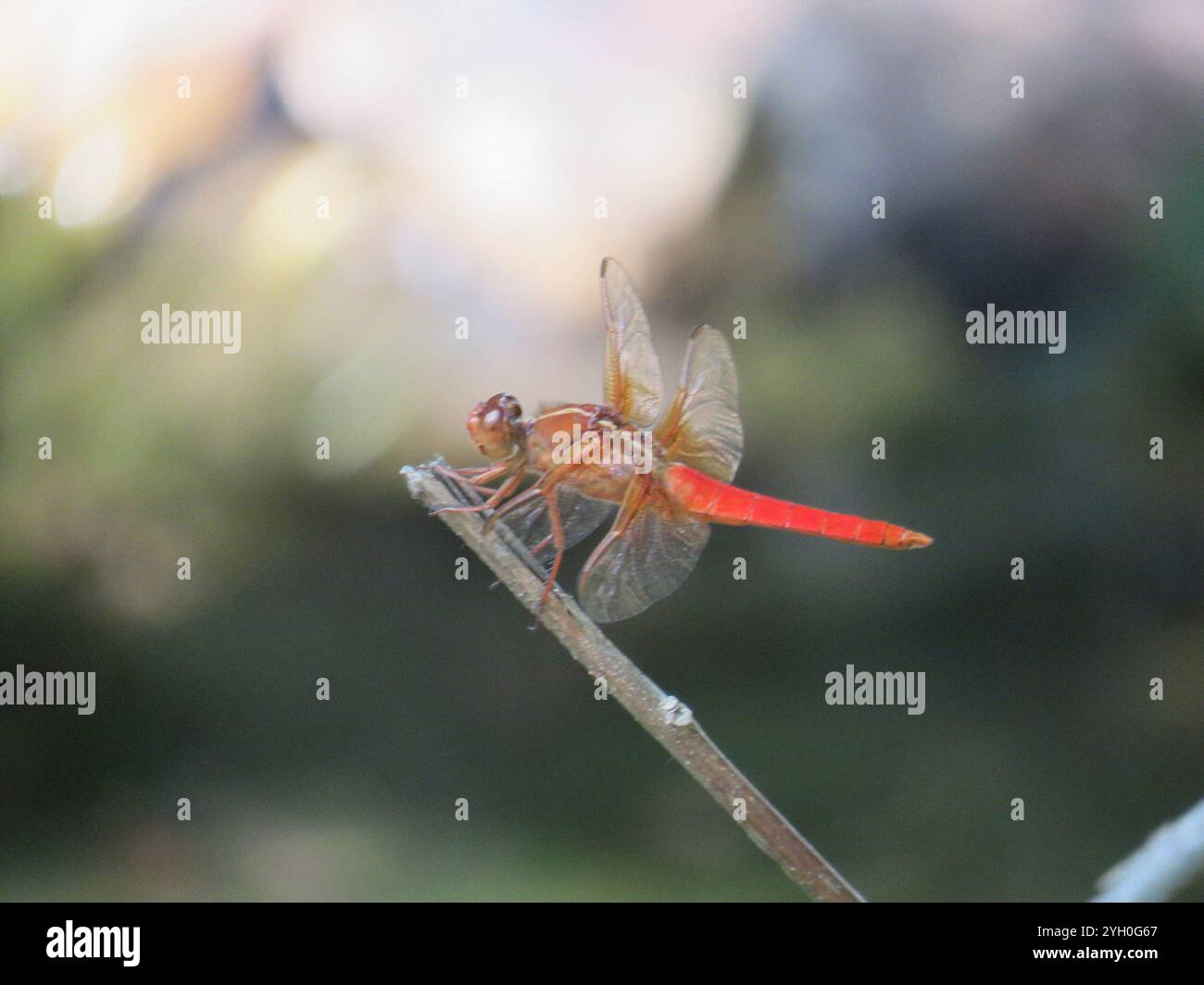 Neon Skimmer (Libellula croceipennis Stock Photo - Alamy