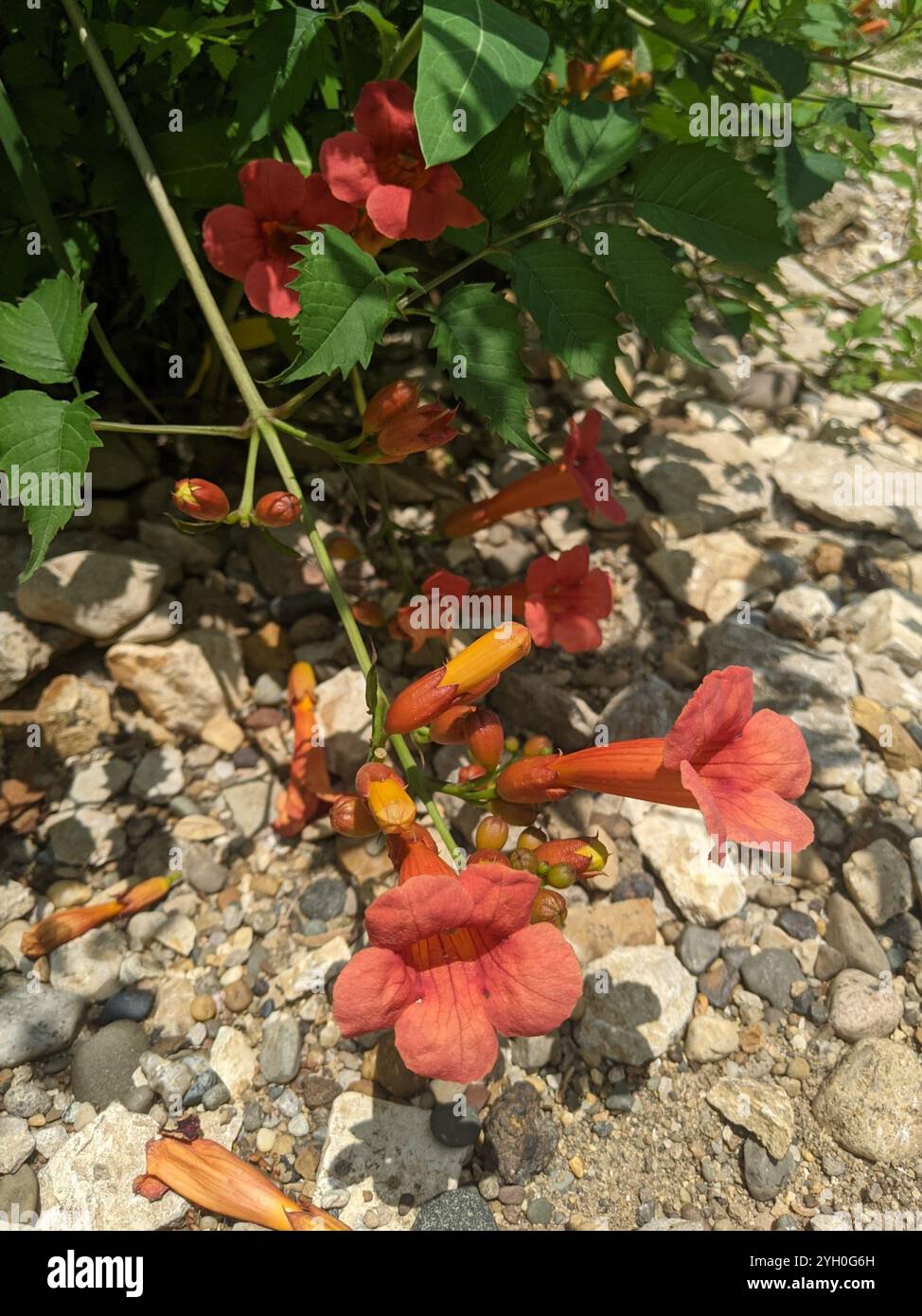 American trumpet vine (Campsis radicans Stock Photo - Alamy