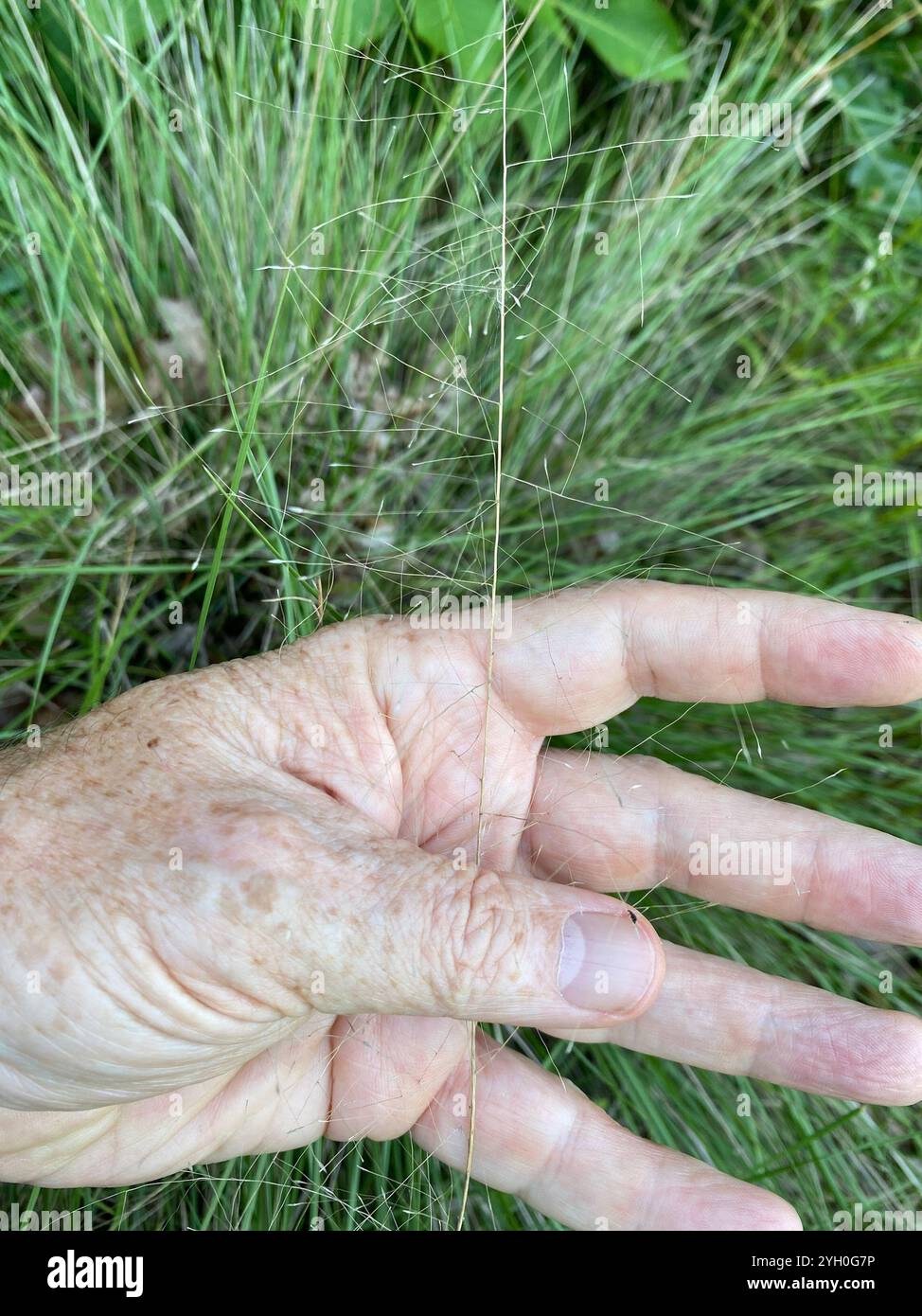 Hairawn Muhly (Muhlenbergia capillaris Stock Photo - Alamy