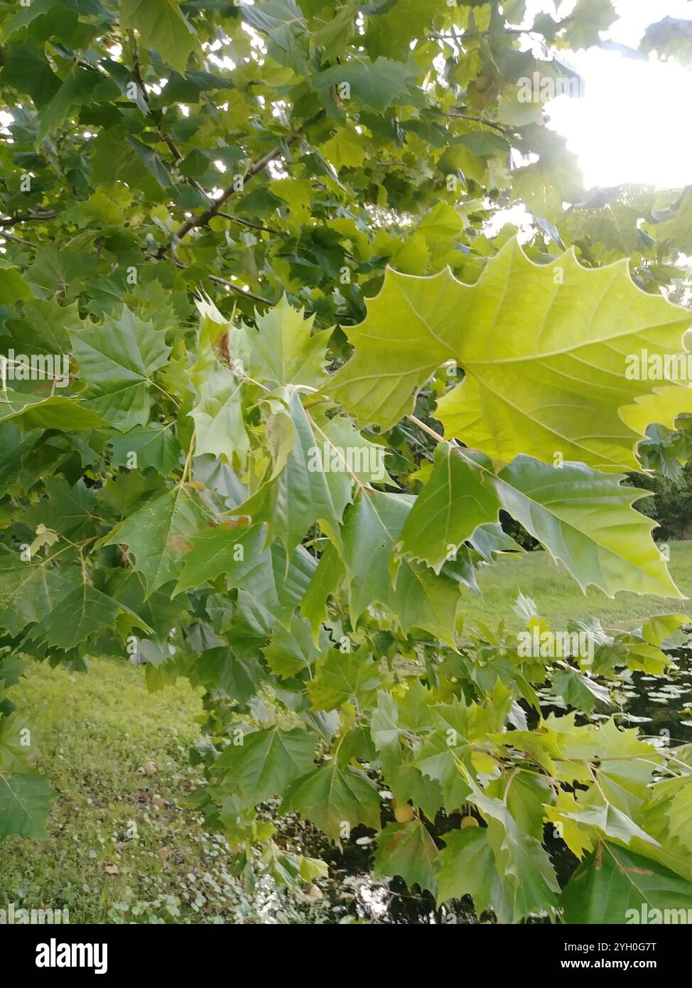 American sycamore (Platanus occidentalis Stock Photo - Alamy